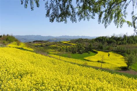 陇南西和仇池大地邂逅油菜花开 甘肃文旅