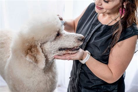 Home Maintenance Grooming Pamper Paws