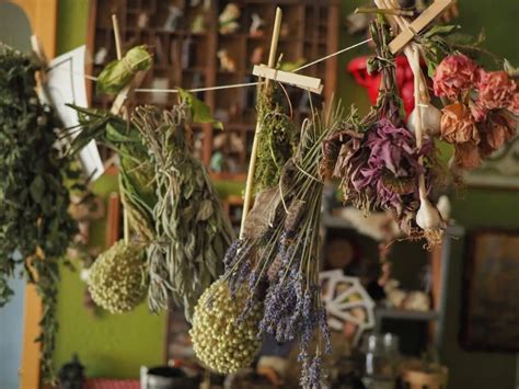 Cartilha Gratuita Da USP Explica Usos E Efeitos De Plantas Medicinais CicloVivo