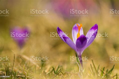 무성한 풀밭에 자리 잡은 크로커스 한 마리의 얕은 초점 샷 계절에 대한 스톡 사진 및 기타 이미지 계절 꽃 식물 노랑