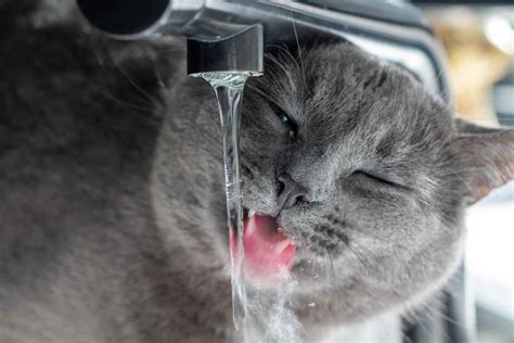 Colpo Di Calore Nei Cani E Nei Gatti I Sintomi E Cosa Devi Fare Subito