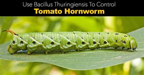 What Is Bacillus Thuringiensis How To Use Bt In The Garden