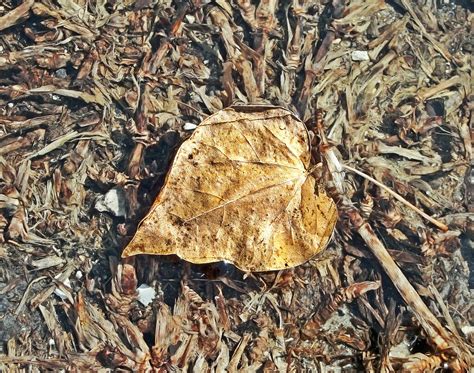 Free Images Tree Nature Wood Leaf Trunk Wildlife Insect Autumn