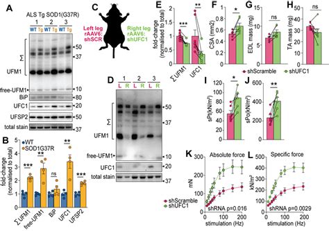 Ufmylation Is Regulated In Atrophy And Influences Skeletal Muscle