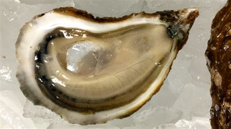 Raspberry Point Oyster Oysterater