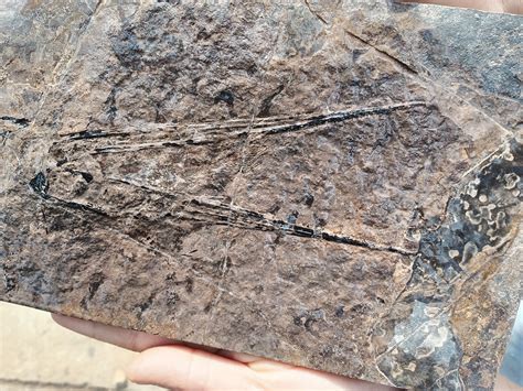 Saurichthys Eating A Coelacanth Fossil Id The Fossil Forum