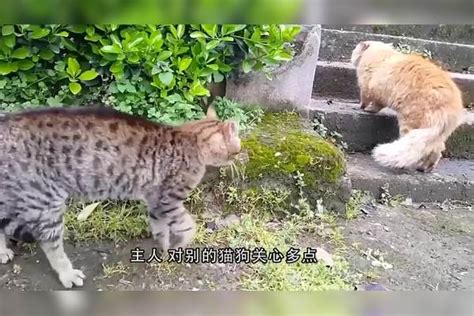 想要猫乖乖洗澡，给它戴一个头巾就可以了，轻松解决猫咪洗澡问题