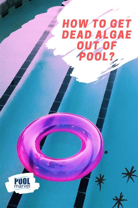 Pool Algae Artofit
