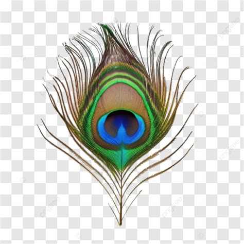 Majestic Beauty Feather From A Peacock Natural Beauty Peacock Feather