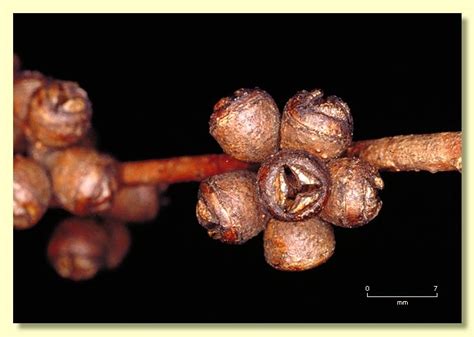 Eucalyptus Viminalis Subsp Cygnetensis