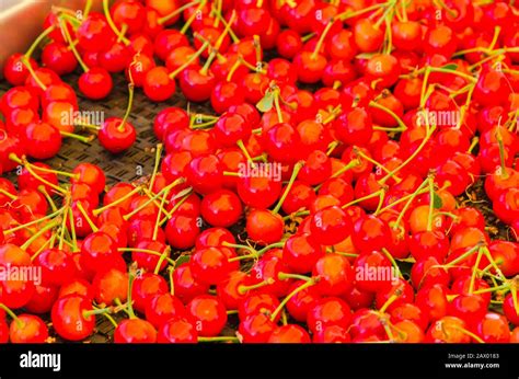 Organic Sweet Cherries After Sorting And Processing On Conveyor Belt In Washington Usa Stock