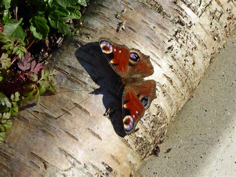 Peacock Bridport Dorset Butterflies