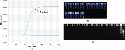 Real Time Fluorescence A Visual Inspection B And Agarose Gel Download Scientific Diagram