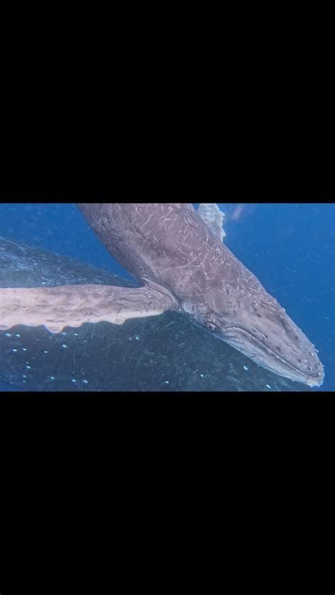 野中 由華 今日のスイム なぜか船の下が好きなペアの🐋 なんども目の前通過 そして船の下停止なので 船長達考えて みんなで船からのロープ