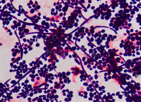 Budding Yeast Cell Structure Stock Image Image Of Health Biology 96652943