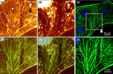 Correlative Afm And Conventional Fluorescence Microscopy Of Lsec A