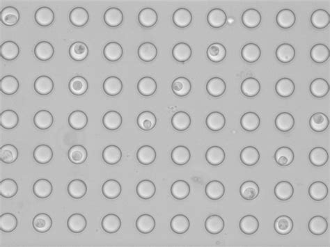 Million Microwell Device Ibiochips