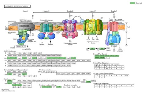 Kegg Pathway Oxidative Phosphorylation Reference Pathway