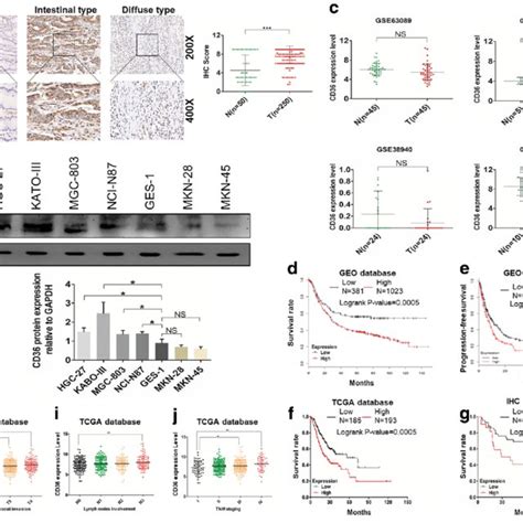 Schematic Representation Of Fgf18mediated Aktgsk3ββcatenin Signaling