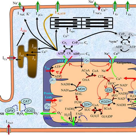 Ca 2 ϩ Calmodulin Dependent Protein Kinase Ii Camkii Targets Diverse