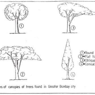 Pdf Urban Tree Canopy Analysis