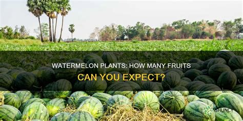 Watermelon Plants How Many Fruits Can You Expect Shuncy