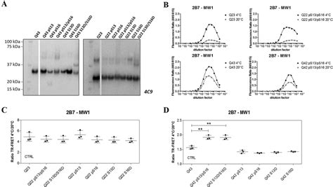 s13 s16 modifications in the n17 domain of htt alter mhtt conformation
