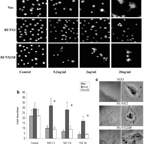nucleotide sequence of a natural alternative splice variant and runx2