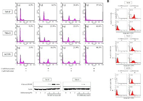 Bortezomib And Belinostat Induce Apoptosis A Cell Cycle Analysis