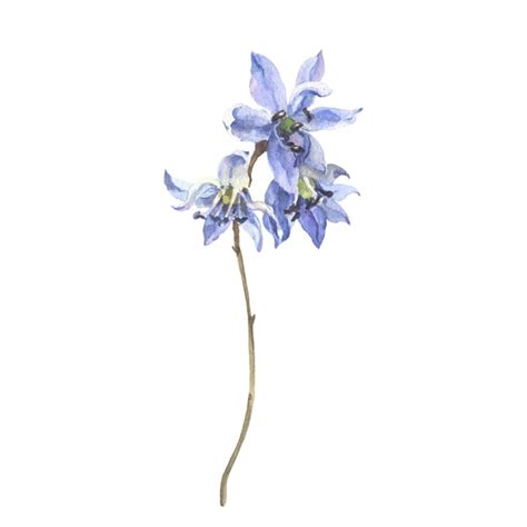 Images de Scilla Téléchargement gratuit sur Freepik