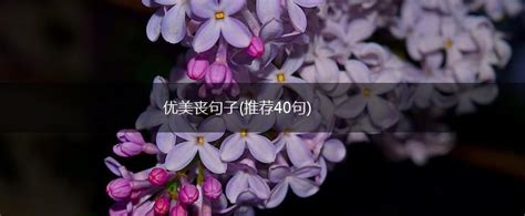 优美丧句子 推荐40句