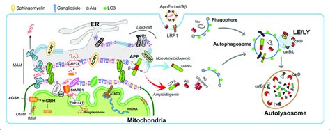 Physiological Role Of Mams In Mitochondrial Function And Autophagy