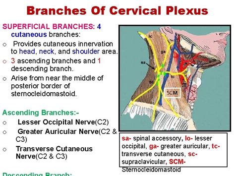 Cervical Plexus Presented By Dr Sushma Tomar Associate