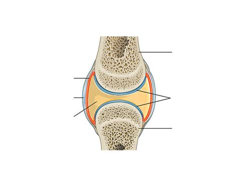 structure of a synovial joint diagram quizlet