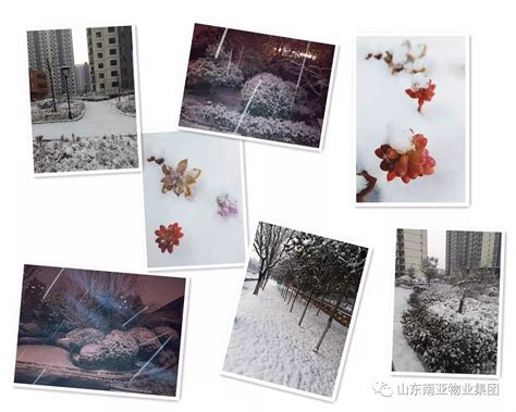 小寒瑞雪 惟愿君安 新闻中心 山东南亚物业集团有限公司