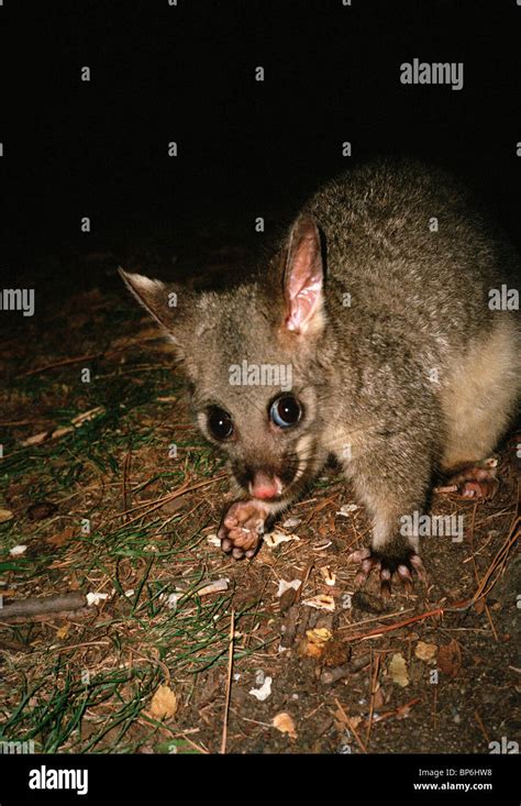 An Australian Brushtail Possum On The Ground At Night Melbourne
