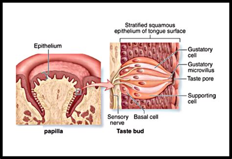 Special Senses Taste The Biotech Notes