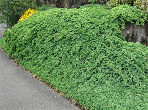 Juniperus Squamata Prostrata Gardensonline