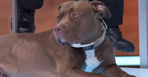 Organiser Of Mass Xl Bully Walk In Birmingham Now Allowing Dogs In