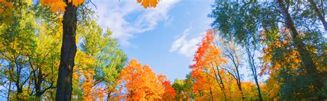 The Future Forest Initiative Fostering The Development Of Innovative