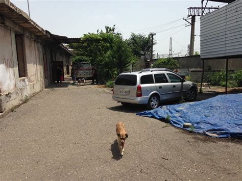 ელიზბარაშვილის ძაღლების თავშესაფარს მთავრობამ დროებითი სარგებლობისთვის ტერიტორია გადასცა