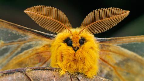Cute Silkworm Moth