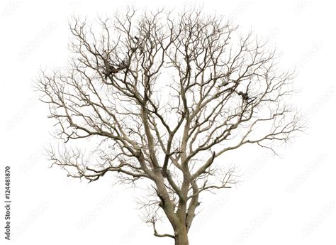 Backgrounds And Textures Tree Without Leaves Tree Dried In Summer Old Tree Bare Lone Tree In