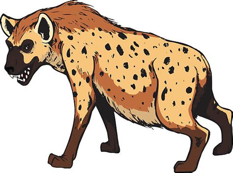 Hyena Clip Art Vector Images And Illustrations Istock