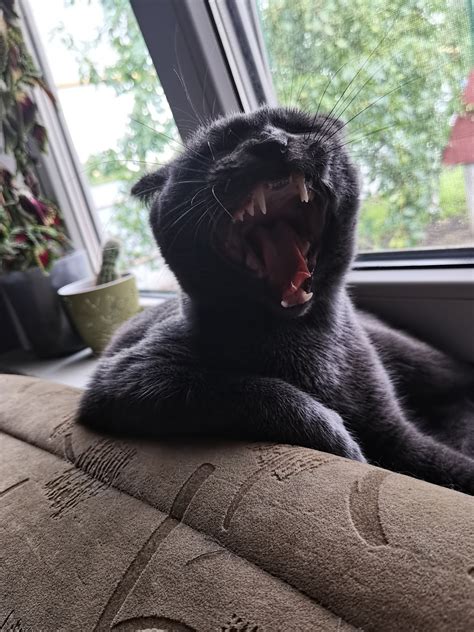 ТигАр Пикабу