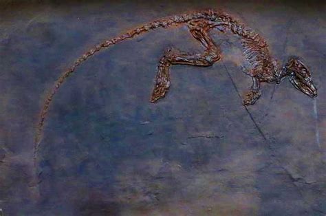Leptictidium Wikiwand