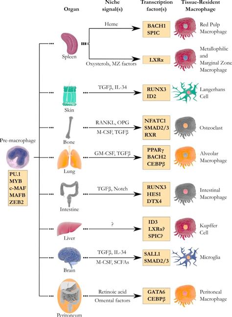 Niche Signals And Transcription Factors Involved In Tissue Resident Macrophage Development
