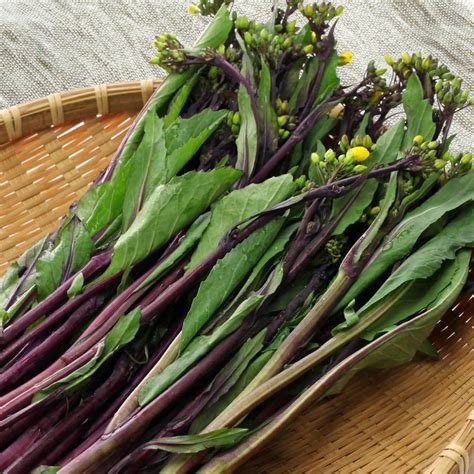 Seeds For Kosaitai Or Purple Stem Flowering Brassica Brassica Rapa