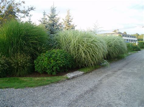 Lovegrass Farm Miscanthus Sinensis Gracillimus Ornamental Grass At