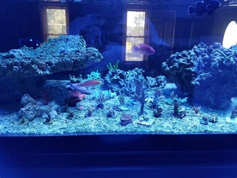 SPS Dominant Recommendations Please REEF2REEF Saltwater And Reef Aquarium Forum